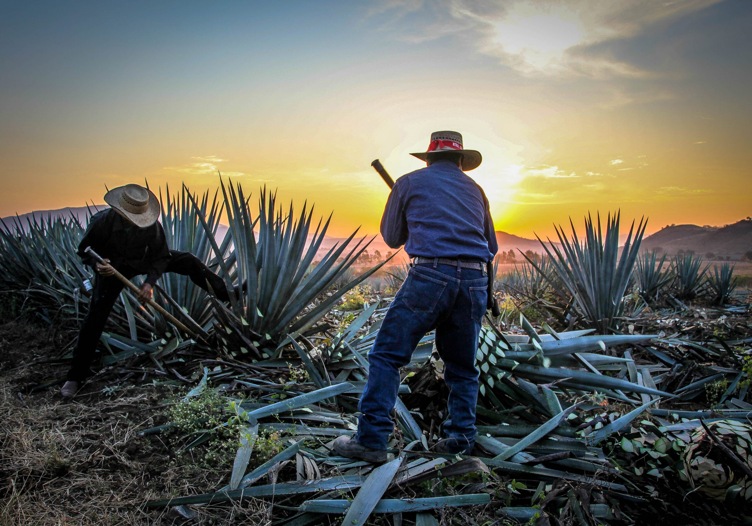 Highlands Vs. Lowlands: The Facts And Fiction Behind Tequila’s “Terroir ...