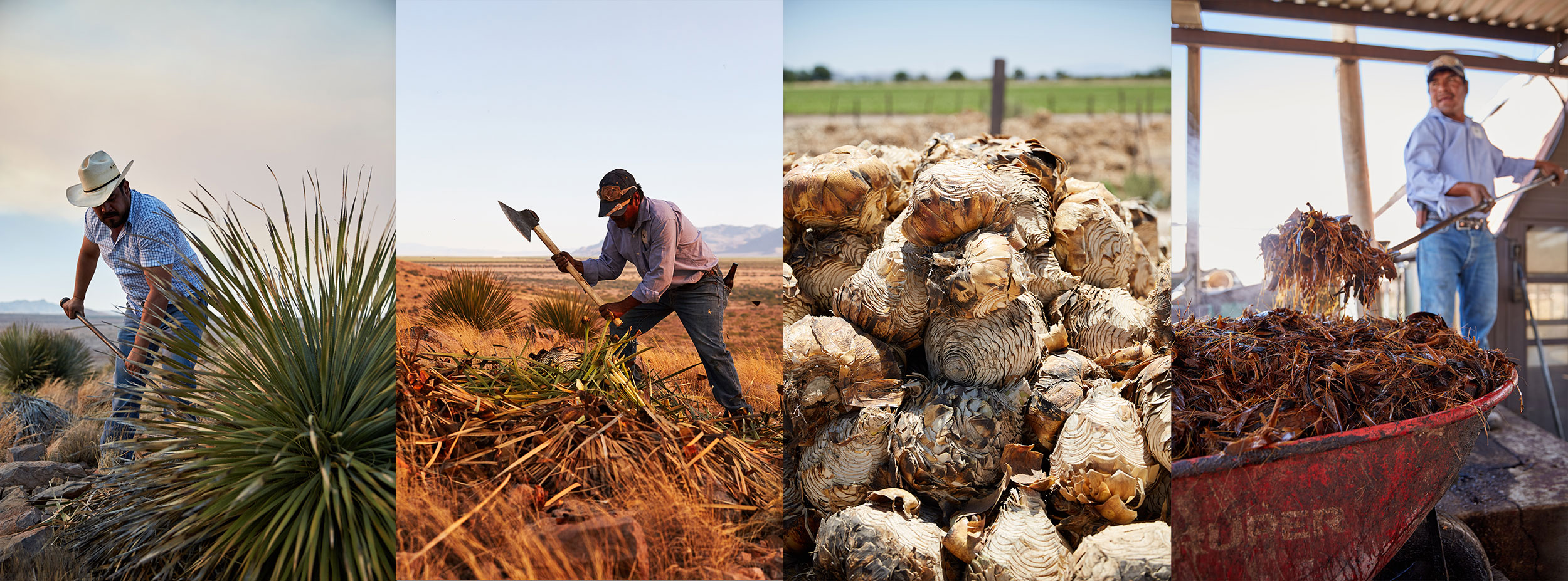 Discovering Sotol: Everything You Need To Know About Tequila’s ...